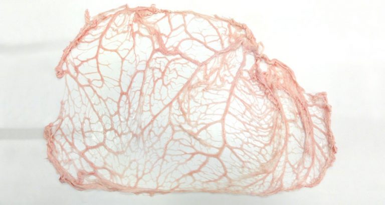 Mutton net-fat – Optimeat